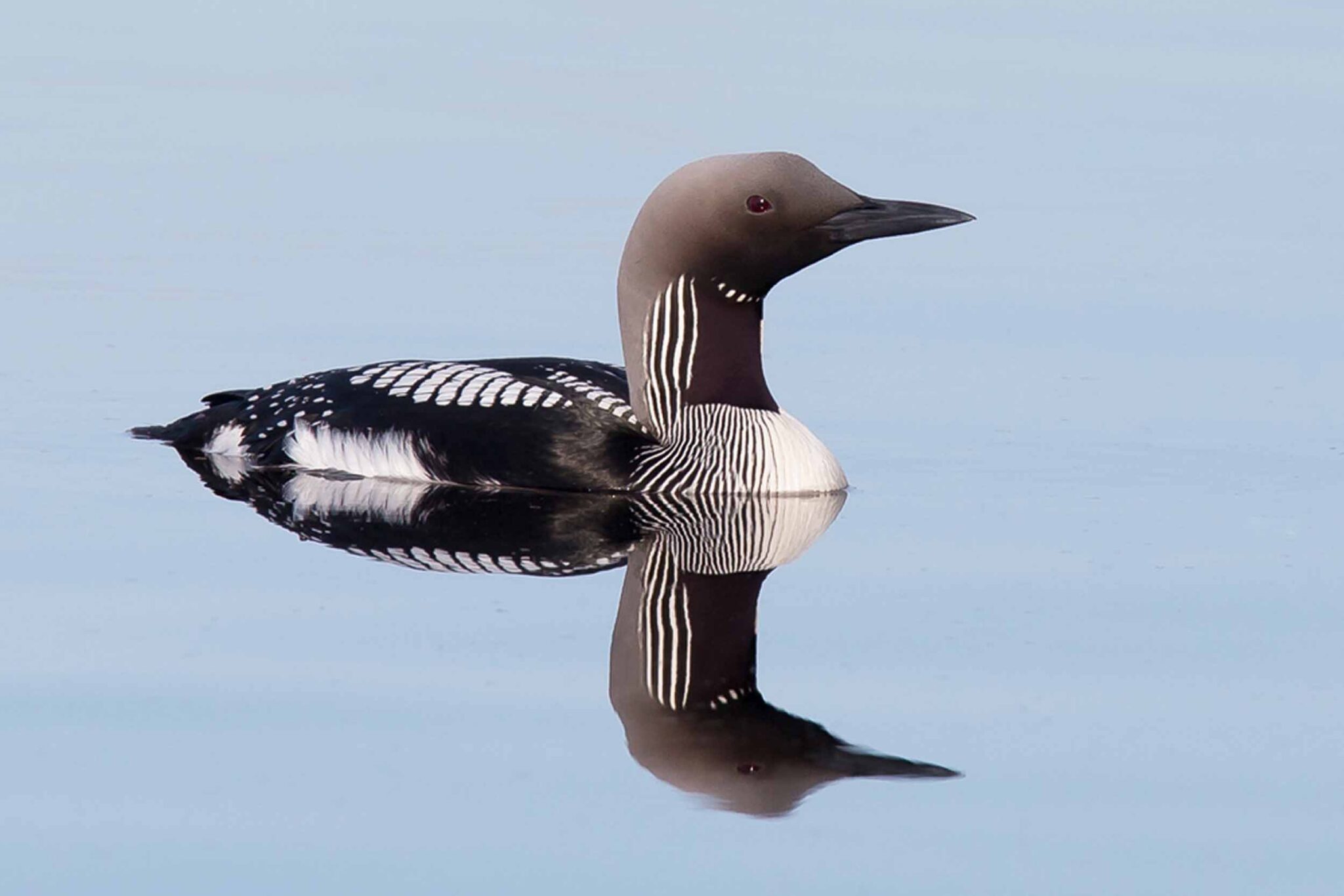 Kameraseura | Natura helmikuussa: Pekka Lehtonen ”Kuikka ...